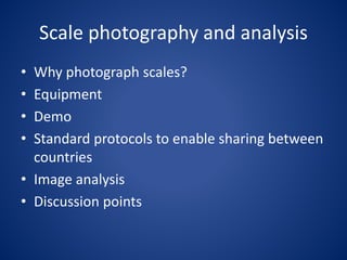 Scale Photography Definition