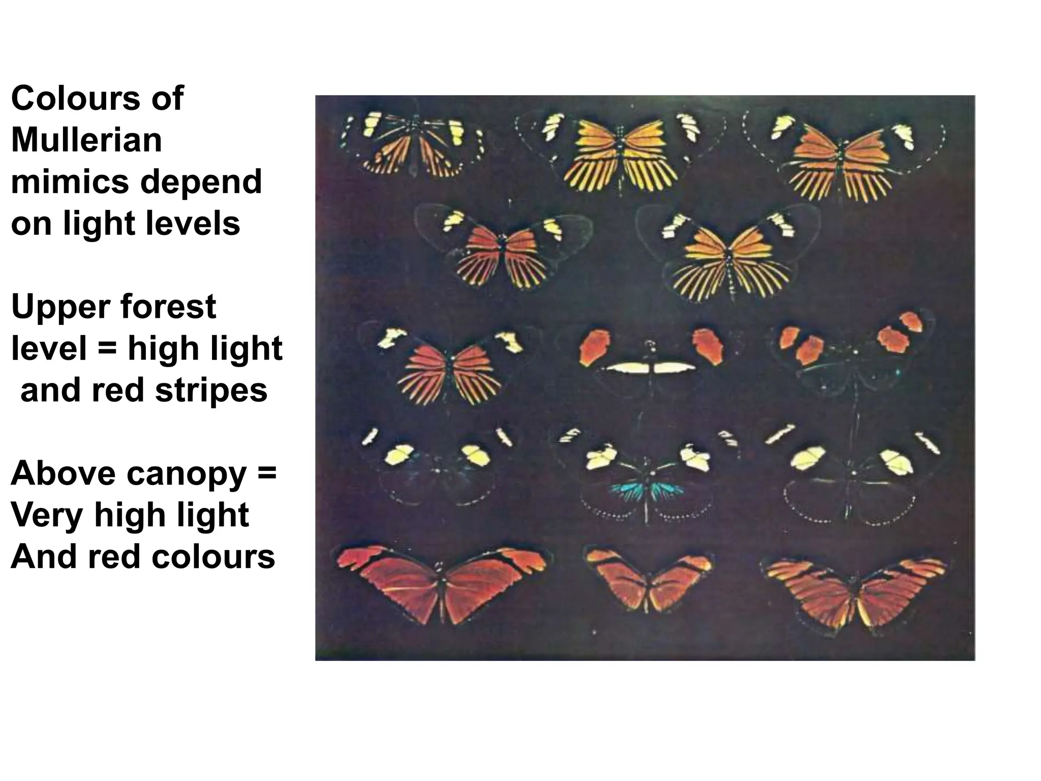 Mimicry in animals insects colour likes and dislikes .ppt