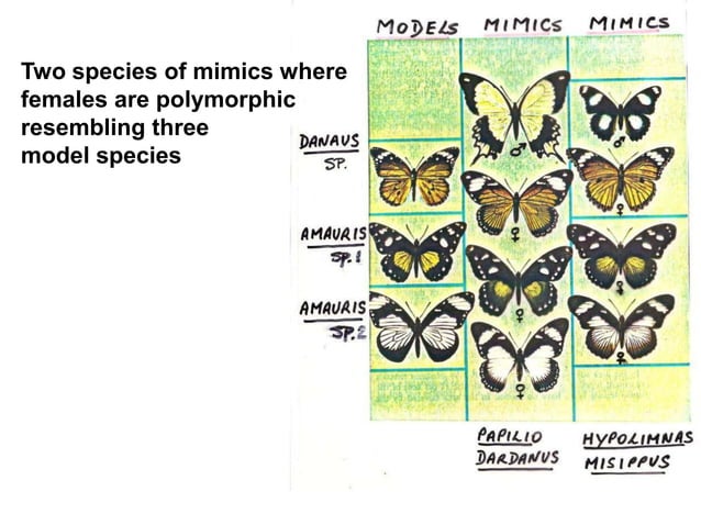 Mimicry in animals insects colour likes and dislikes .ppt