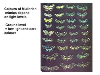 Mimicry in animals insects colour likes and dislikes .ppt