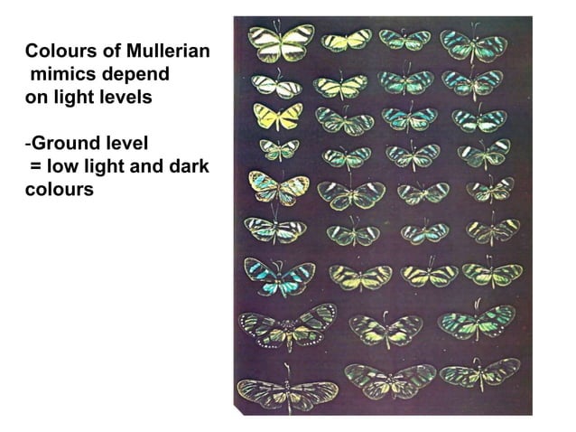 Mimicry in animals insects colour likes and dislikes .ppt