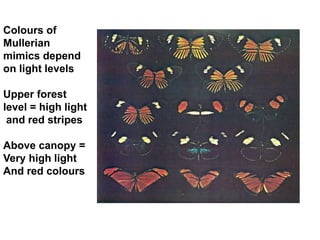 Mimicry in animals insects colour likes and dislikes .ppt