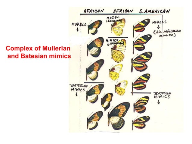 Mimicry in animals insects colour likes and dislikes .ppt