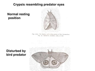 Mimicry in animals insects colour likes and dislikes .ppt