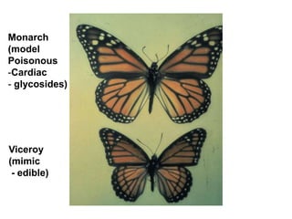 Mimicry in animals insects colour likes and dislikes .ppt