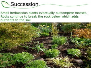 08 succession | PPTX