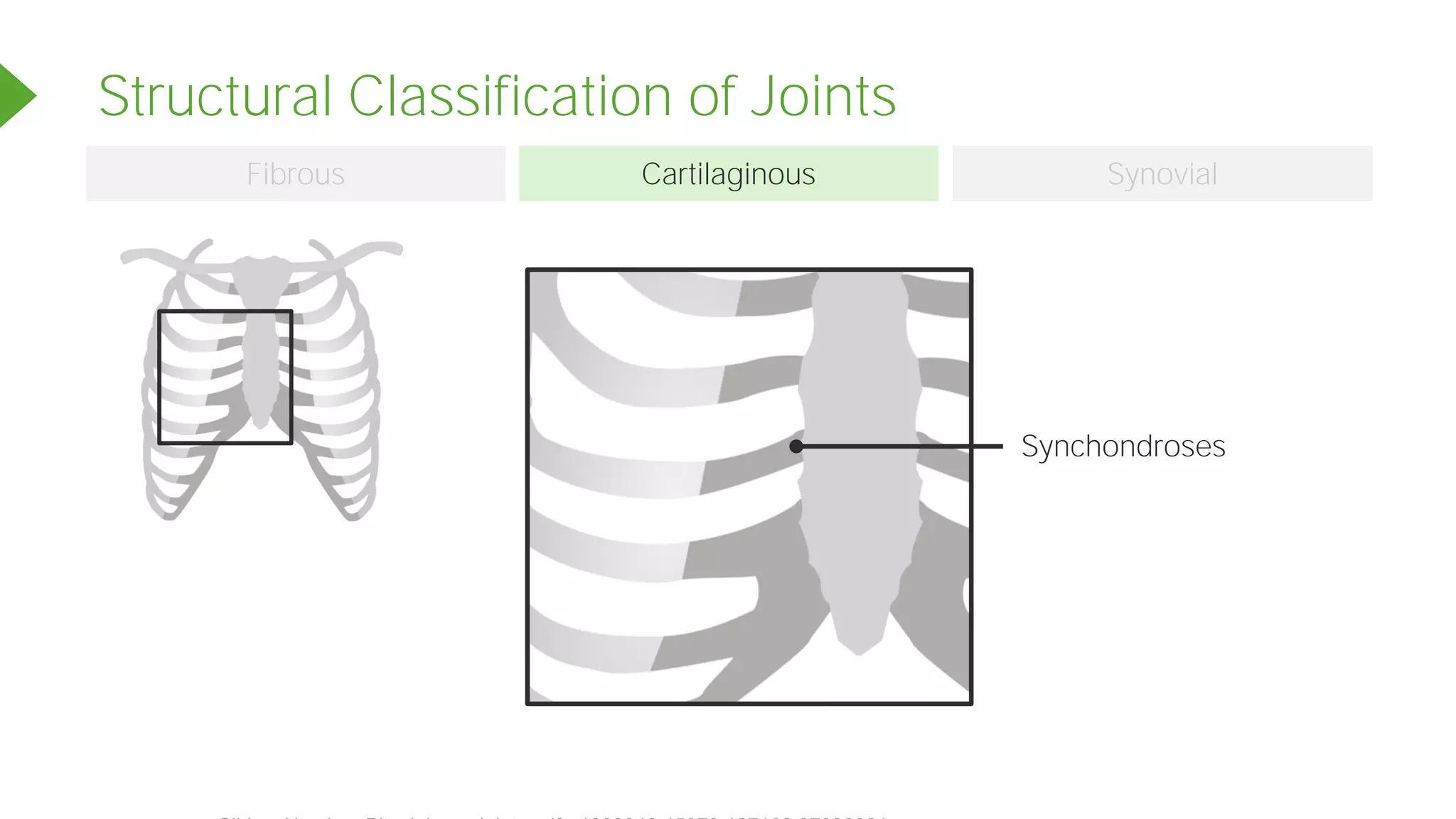 08 The Skeletal System - Joints (1).pdf
