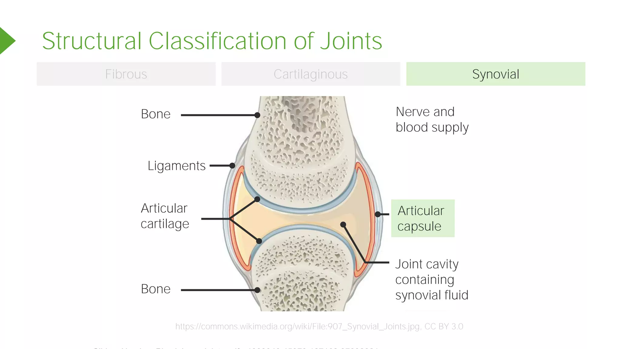 08 The Skeletal System - Joints (1).pdf