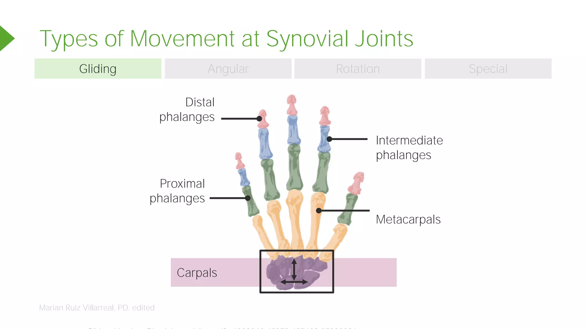 08 The Skeletal System - Joints (1).pdf