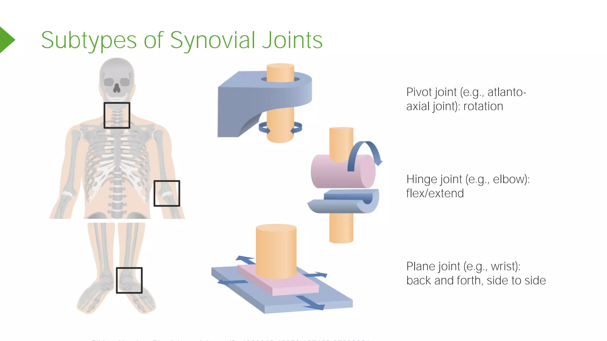 08 The Skeletal System - Joints (1).pdf