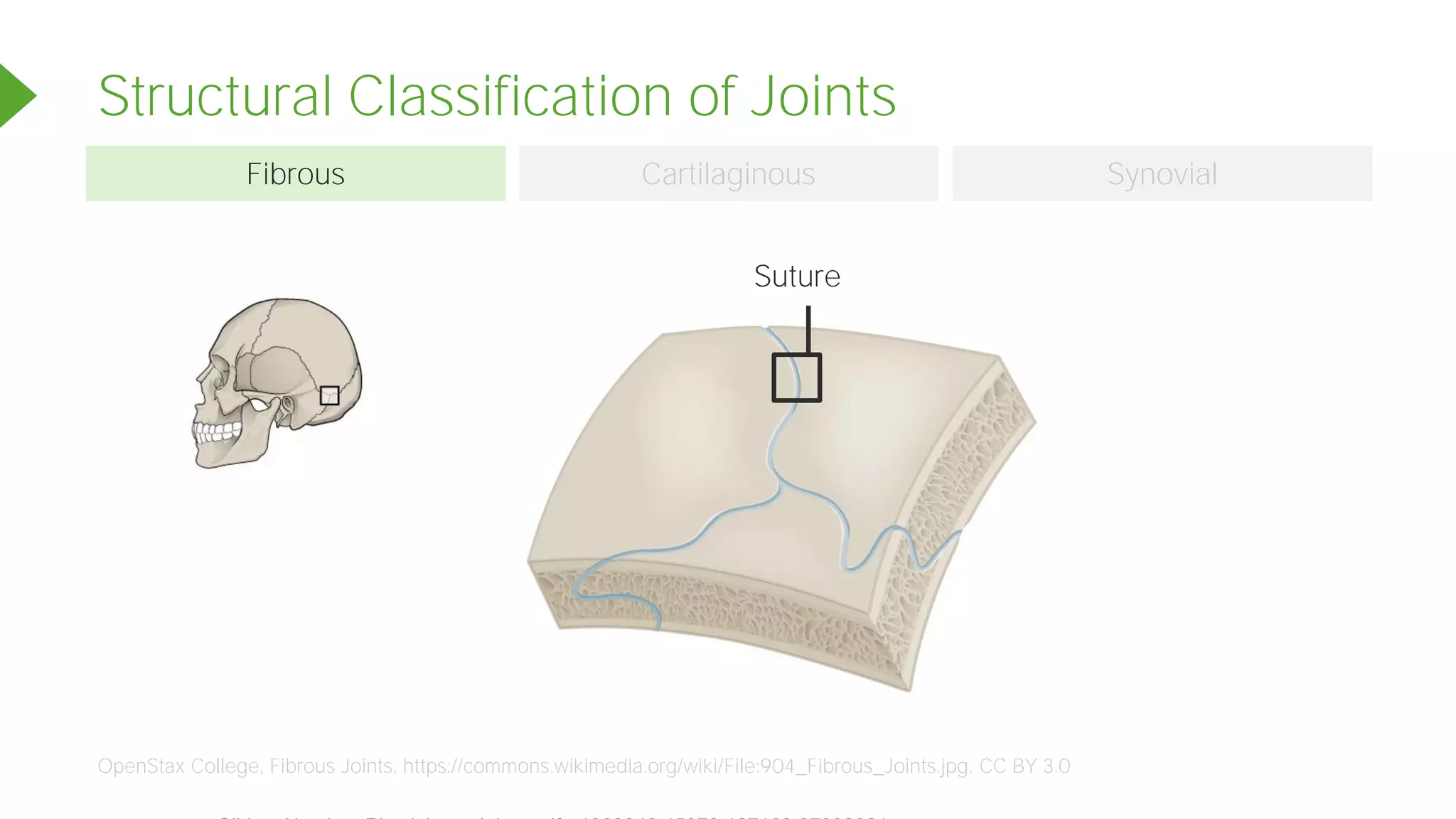 08 The Skeletal System - Joints (1).pdf