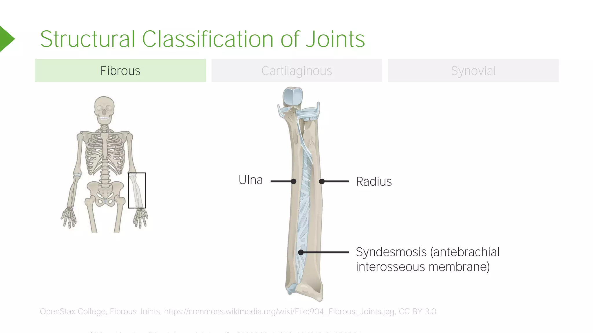 08 The Skeletal System - Joints (1).pdf