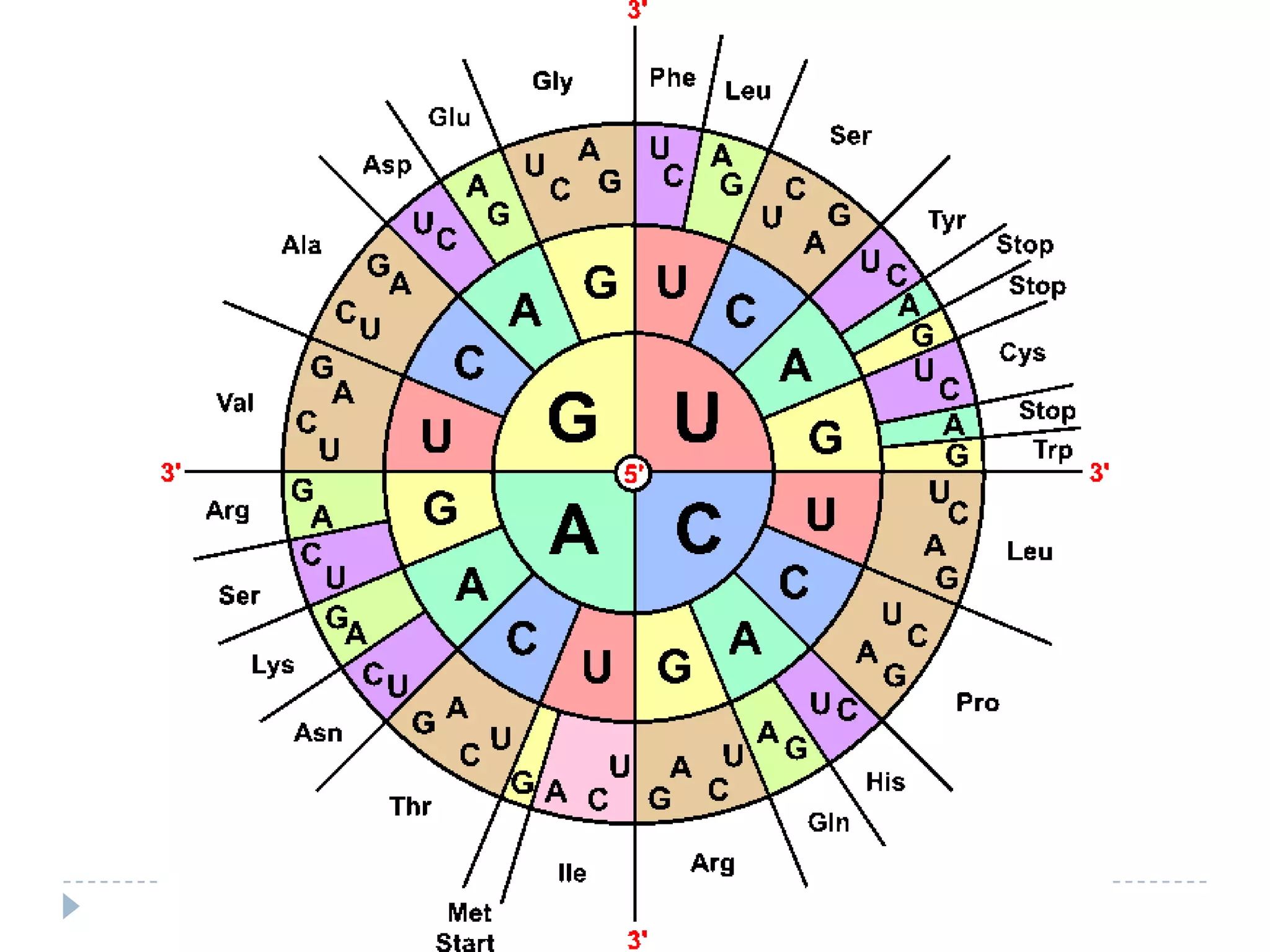 08 transcription, translation and mutation | PPTX | Programming Languages | Computing