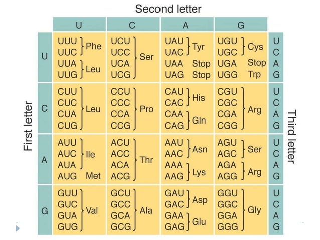 08 Transcription Translation And Mutation Pptx Programming Languages Computing