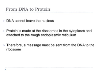 08 transcription, translation and mutation | PPT