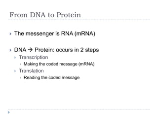 08 transcription, translation and mutation | PPTX | Programming Languages | Computing