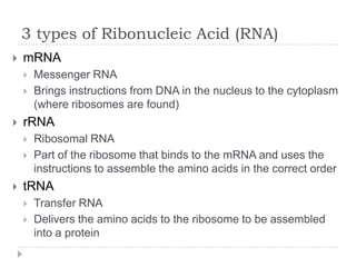 08 transcription, translation and mutation | PPTX | Programming Languages | Computing