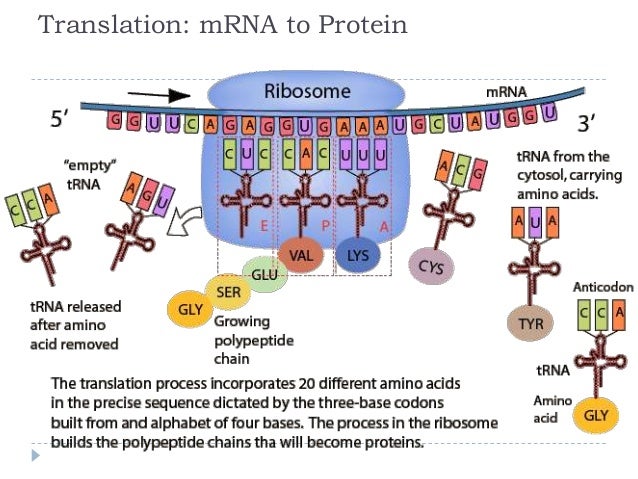 08 transcription, translation and mutation