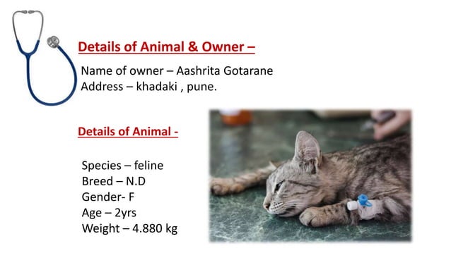 C Section With Ovariohysterectomy in feline.pptx
