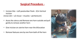 C Section With Ovariohysterectomy in feline.pptx