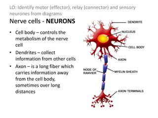 Connector Neuron