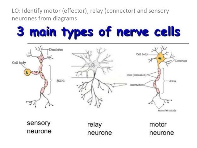 Connector Neuron
