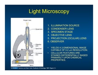 09.03.08: Medical Histology | PDF