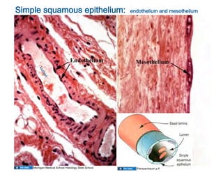 Endothelium And Mesothelium