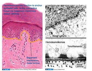 Hemidesmosome Histology