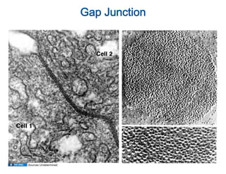 Gap Junctions Histology