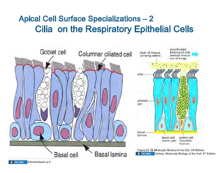 09.08.08: Epithelium