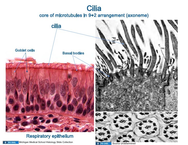 09.08.08: Epithelium