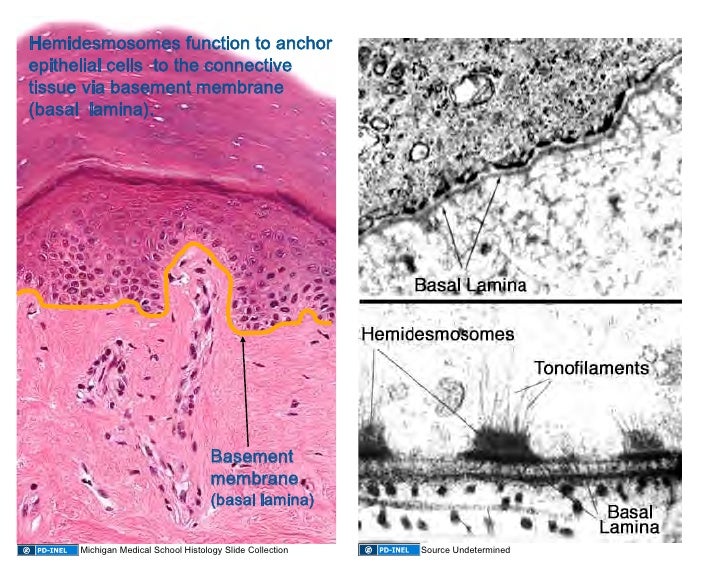 09.08.08: Epithelium