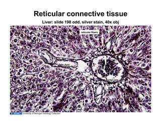 Reticular Connective Tissue Liver