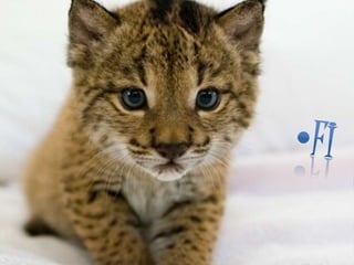 09.linx iberic | PPTX