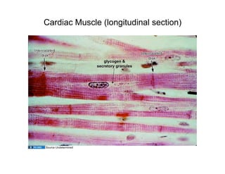 Cardiac Muscle Longitudinal Section