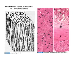 Smooth Muscle Longitudinal Section