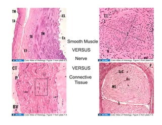 Smooth Muscle Histology
