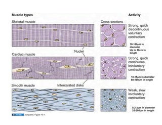 Smooth Muscle Tissue Drawing