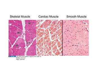 Cardiac Muscle Tissue Vs Skeletal Muscle Tissue