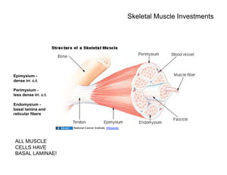 Basal Lamina Muscle
