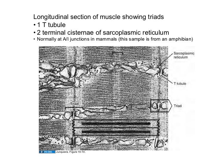09.15.08: Muscle Tissue