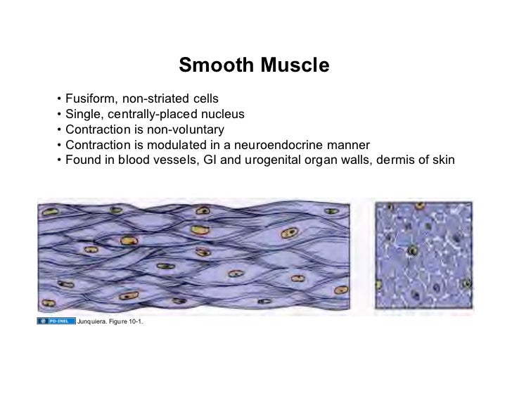 Non Striated Voluntary Muscle