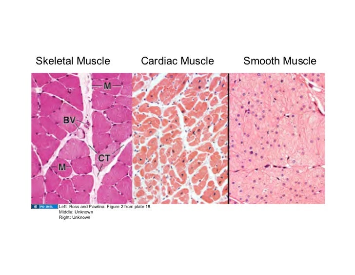 Types Of Muscle Tissue Under Microscope Micropedia Cardiac Muscle Cell