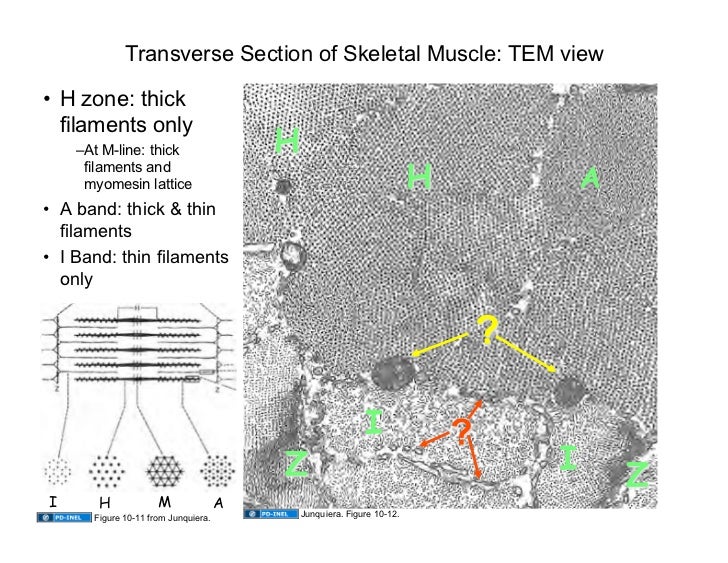09.15.08: Muscle Tissue