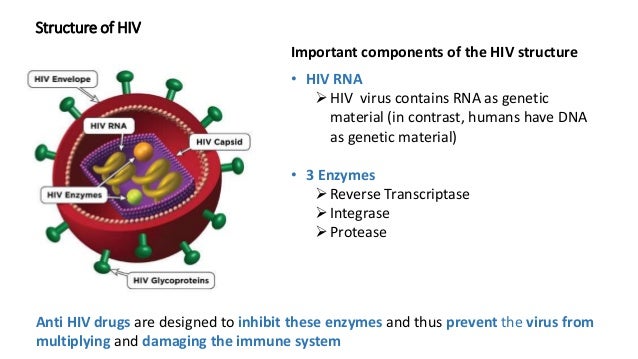 Basics of HIV