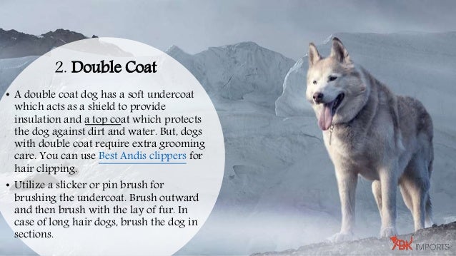 An Introduction About The 5 Types of Dog Fur Coats