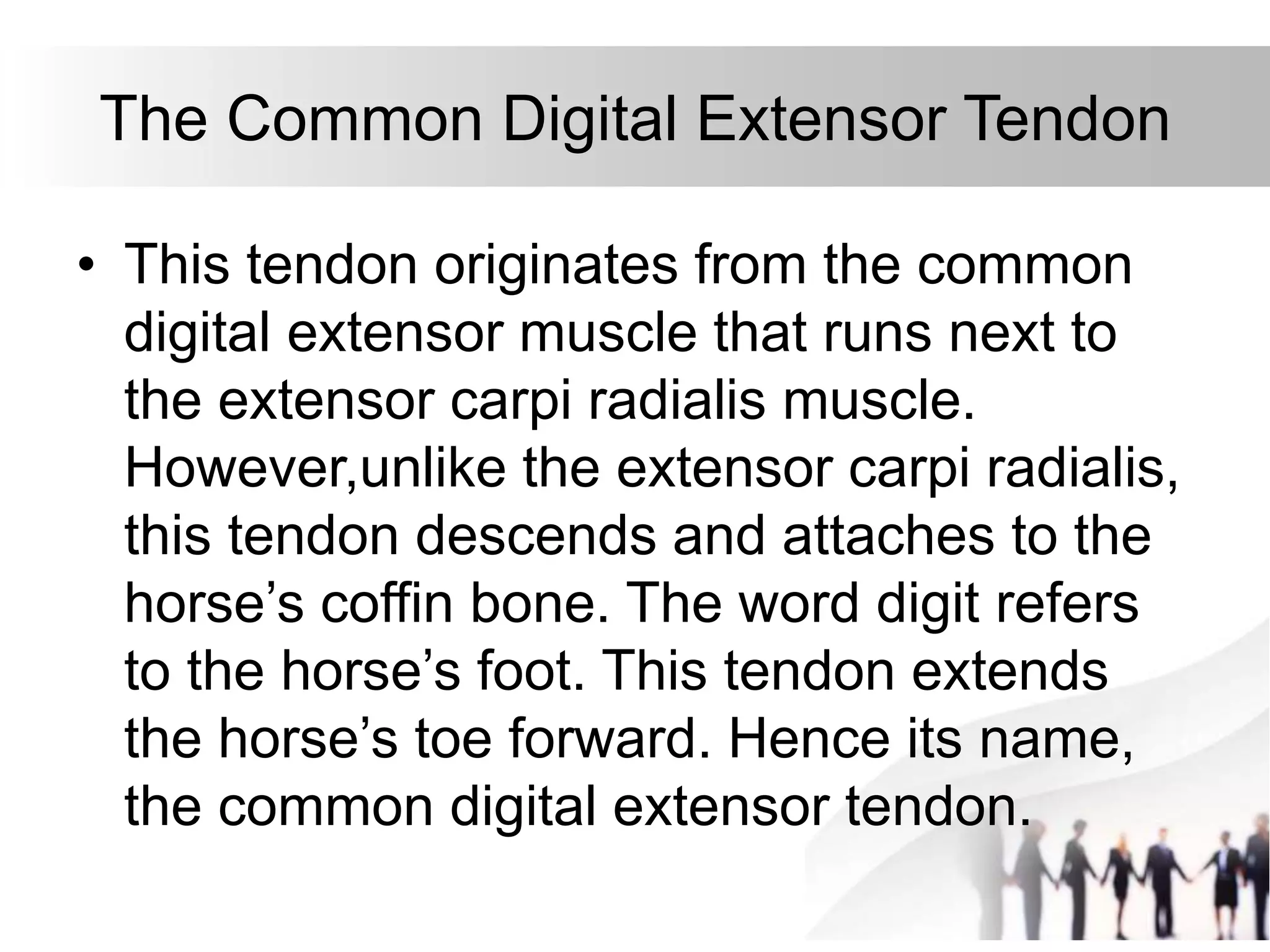 TENDONS & LIGAMENTS OF EQUINE FOOT | PPT