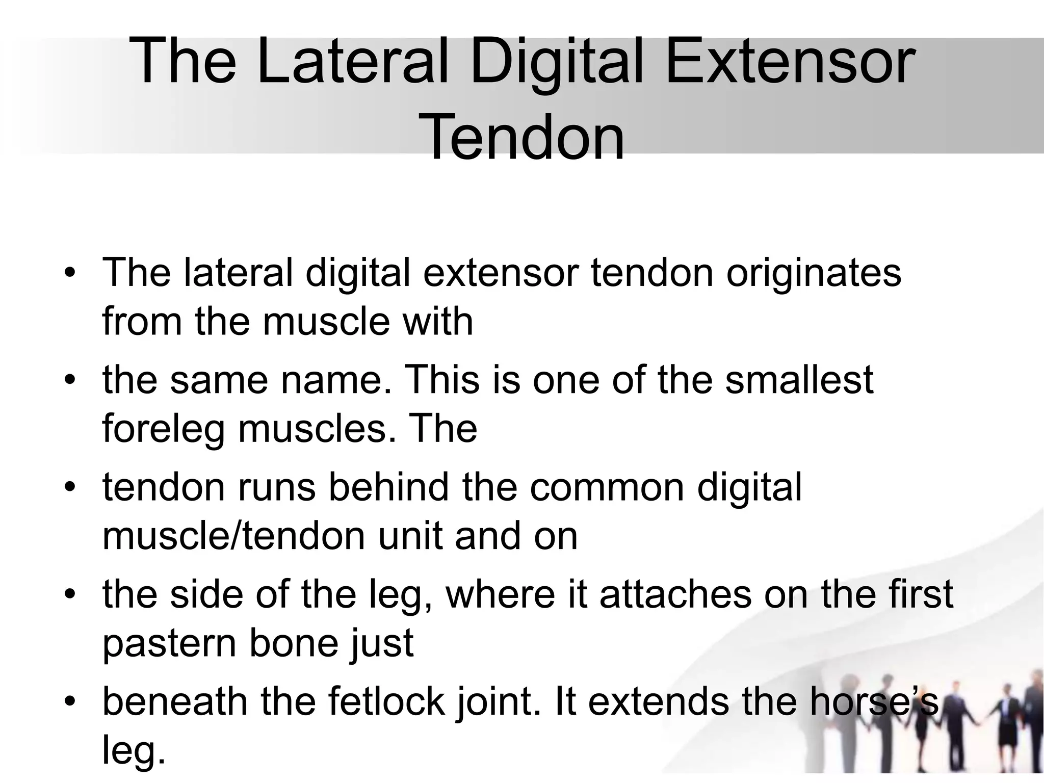 TENDONS & LIGAMENTS OF EQUINE FOOT | PPT