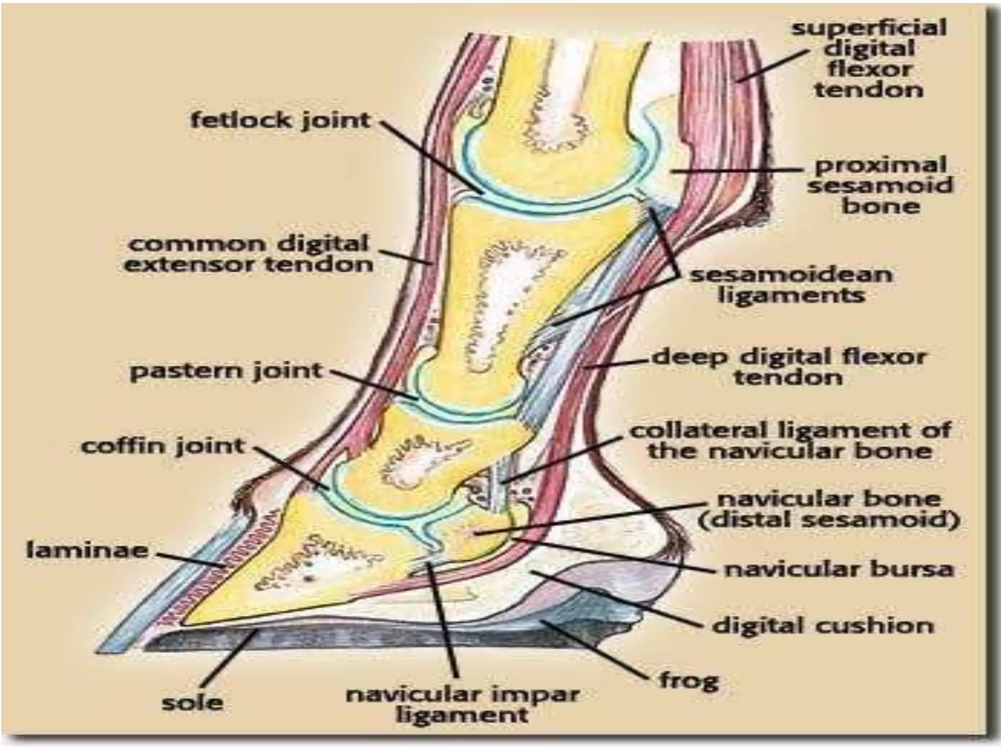 TENDONS & LIGAMENTS OF EQUINE FOOT | PPT